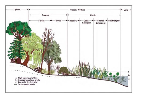 Guide des compétences naturalistes pour les zones humides : écologie ...